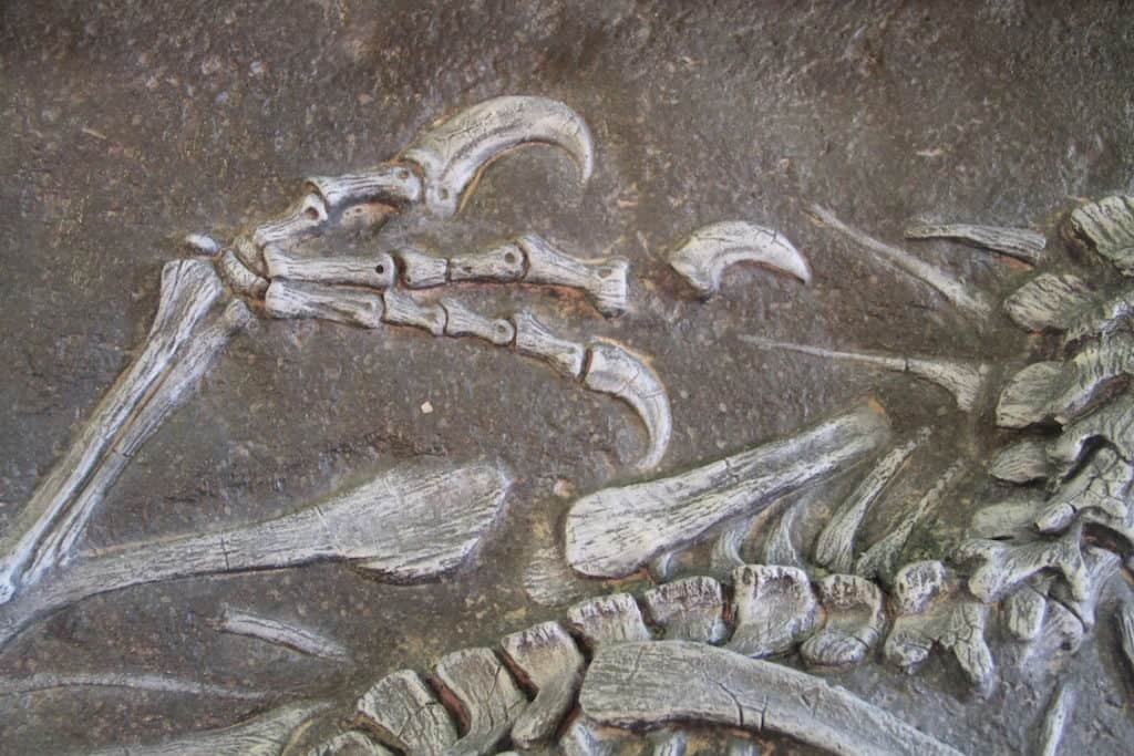 Velociraptor Discovery Fossil – Jungle Play